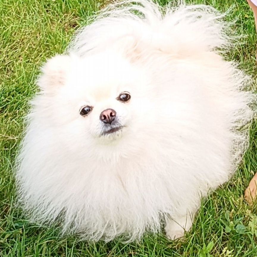 Померанский шпиц, взрослая собака