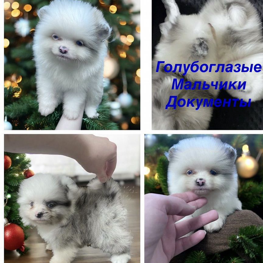 Померанский шпиц, щенок