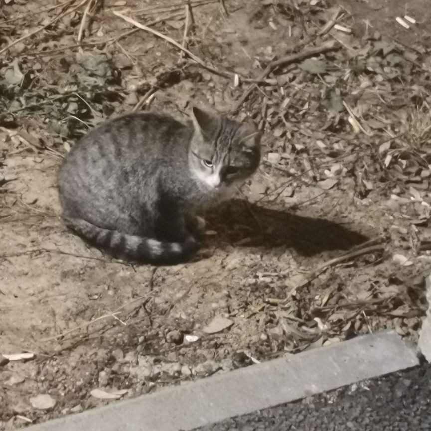 Котёнок, Кроха без дома