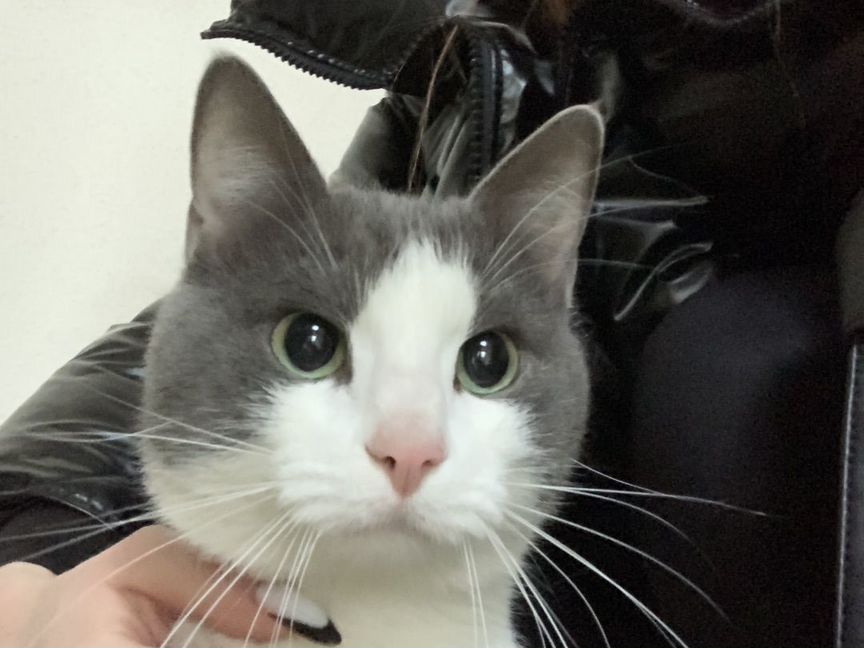 Кот в заботливые руки