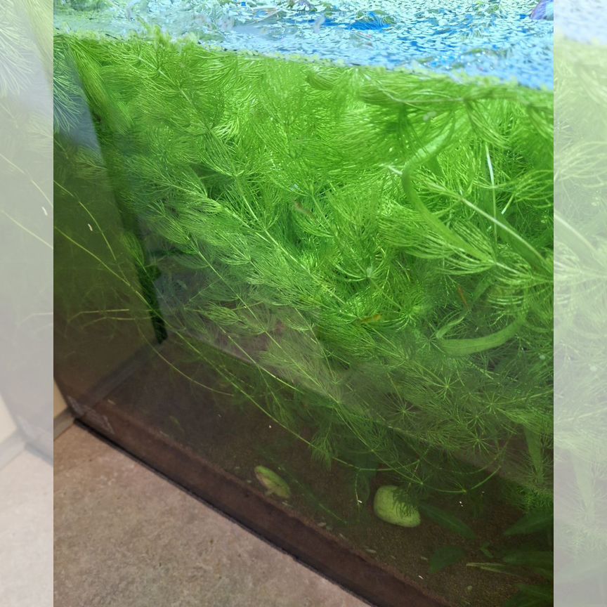 Роголистник бесплатно