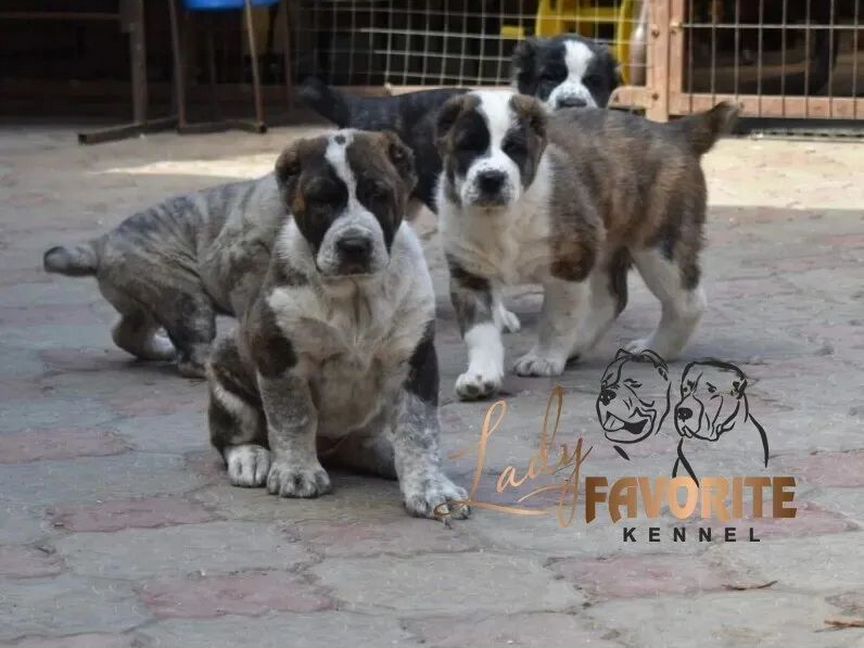 Щенки сао алабай