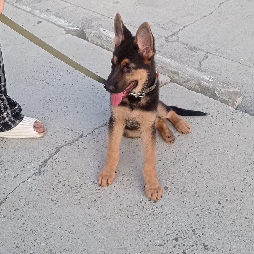 Собака немецкая овчарка