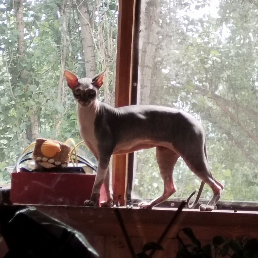 Кот сфинкс