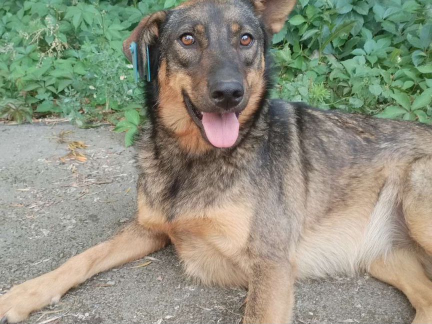 Собака