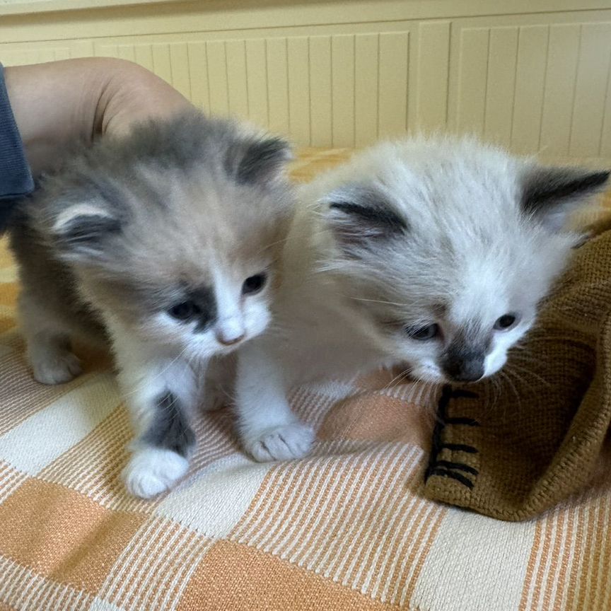 Котята в добрые руки