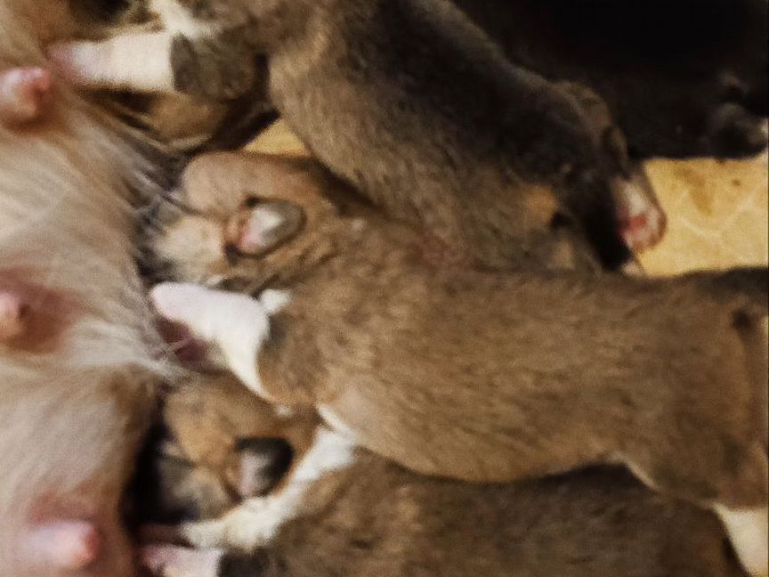 Новый помет вельш корги пемброк резервируйте