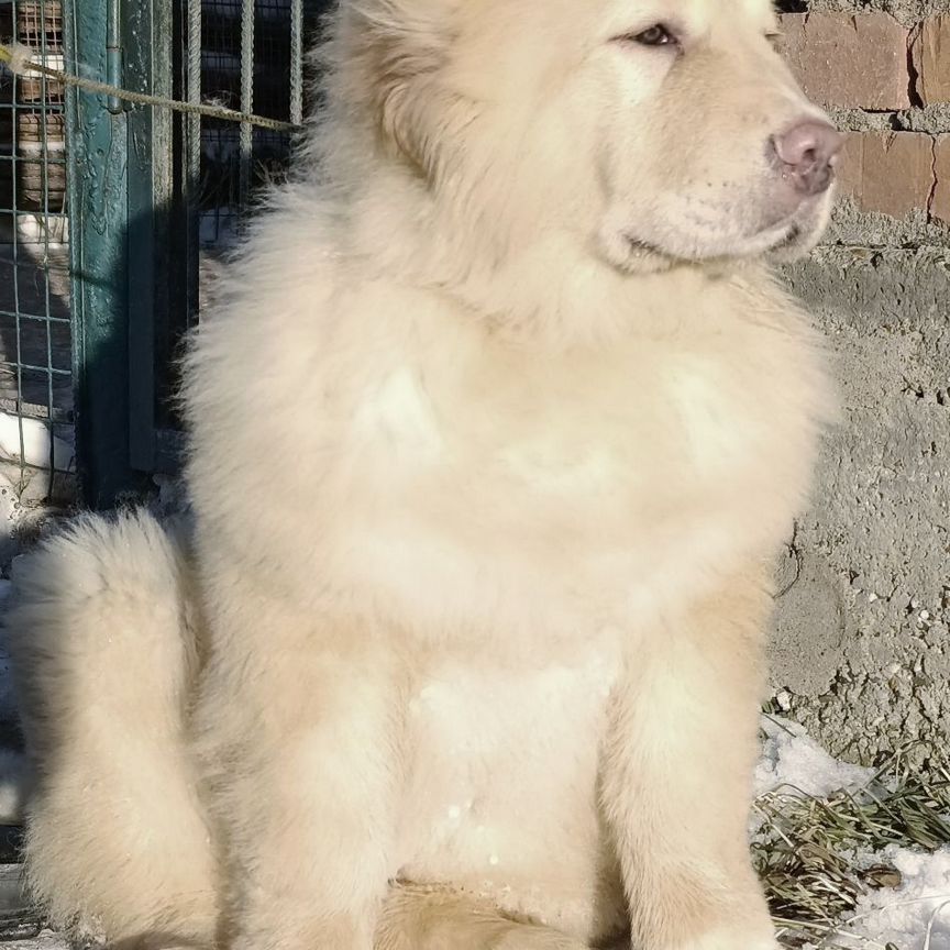 Кавказская блондинка