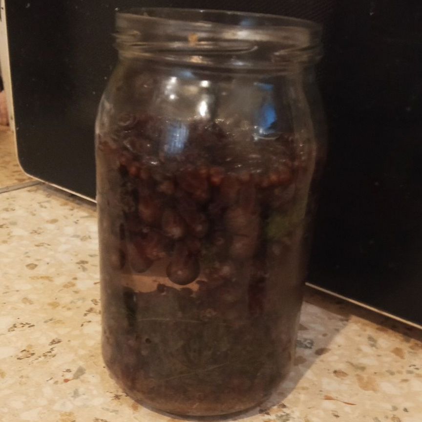 Улитки аквариумные