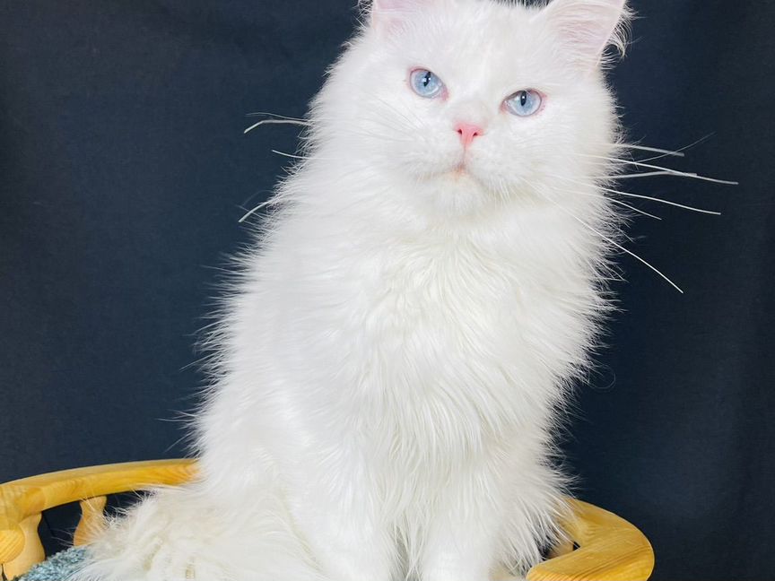Мейн кун белый кот с голубыми глазами