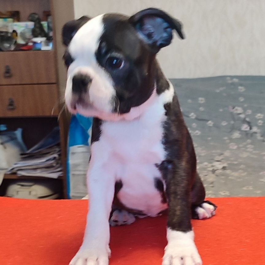 Бостон-терьер, щенок