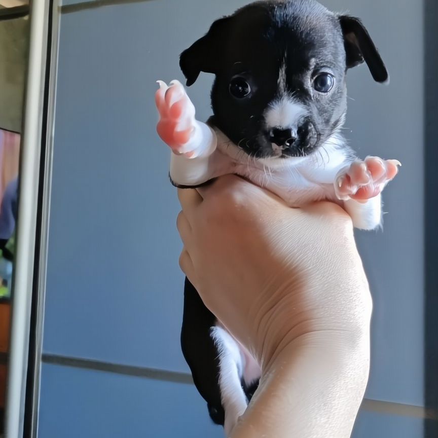 Чихуахуа, щенок