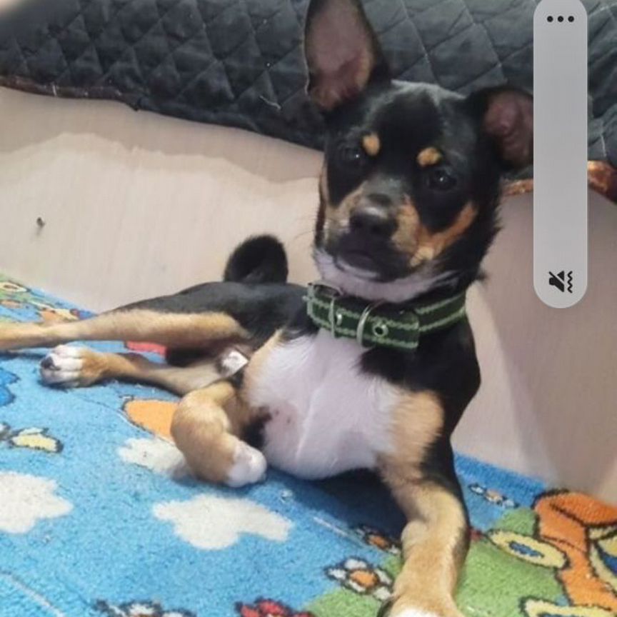 Собака в добрые руки