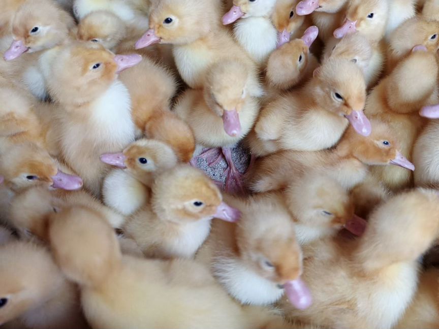 Утята бройлерные