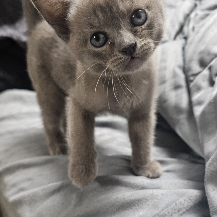 Бурманские котята