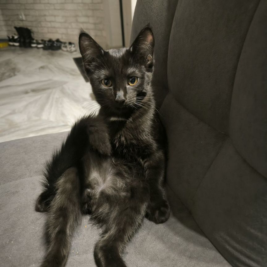 Котёнок в добрые руки