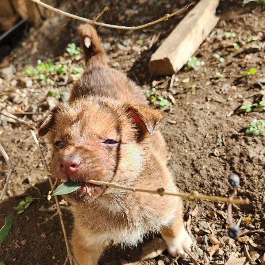 Щенки бесплатно