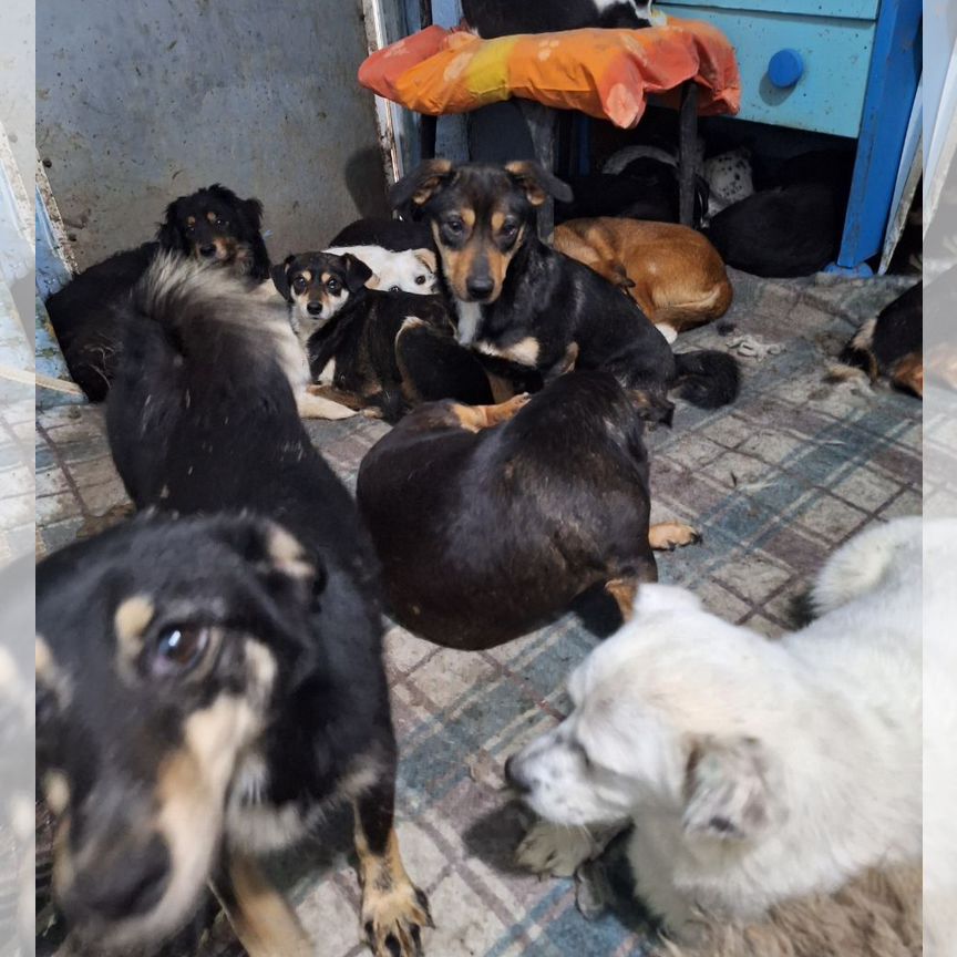 Взрослая собака в добрые руки