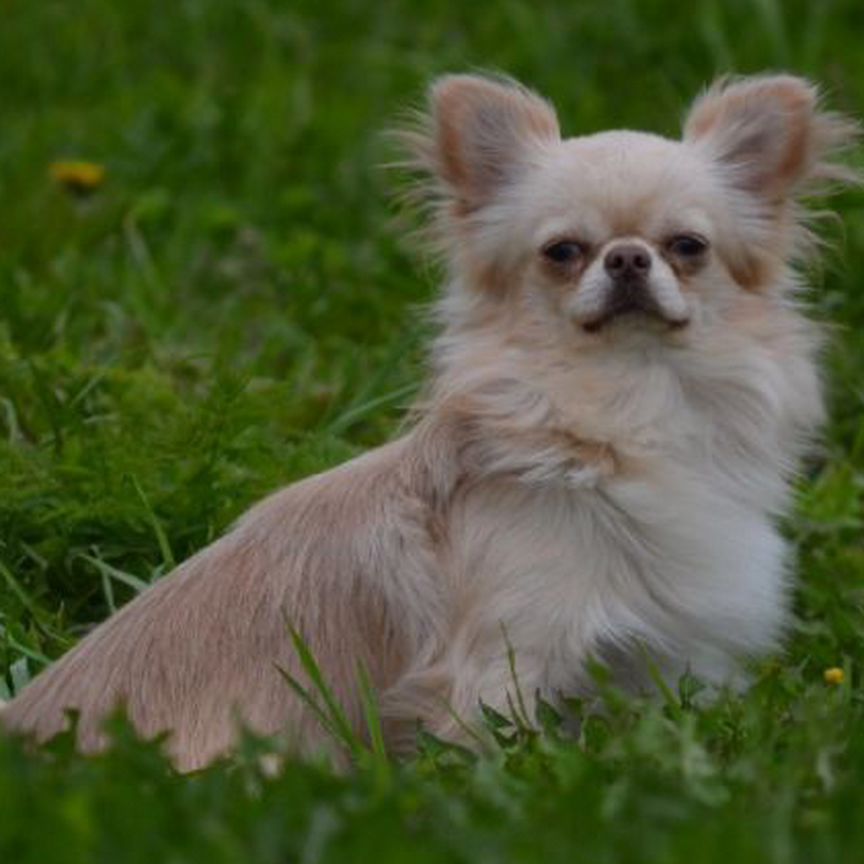 Чихуахуа, вязка