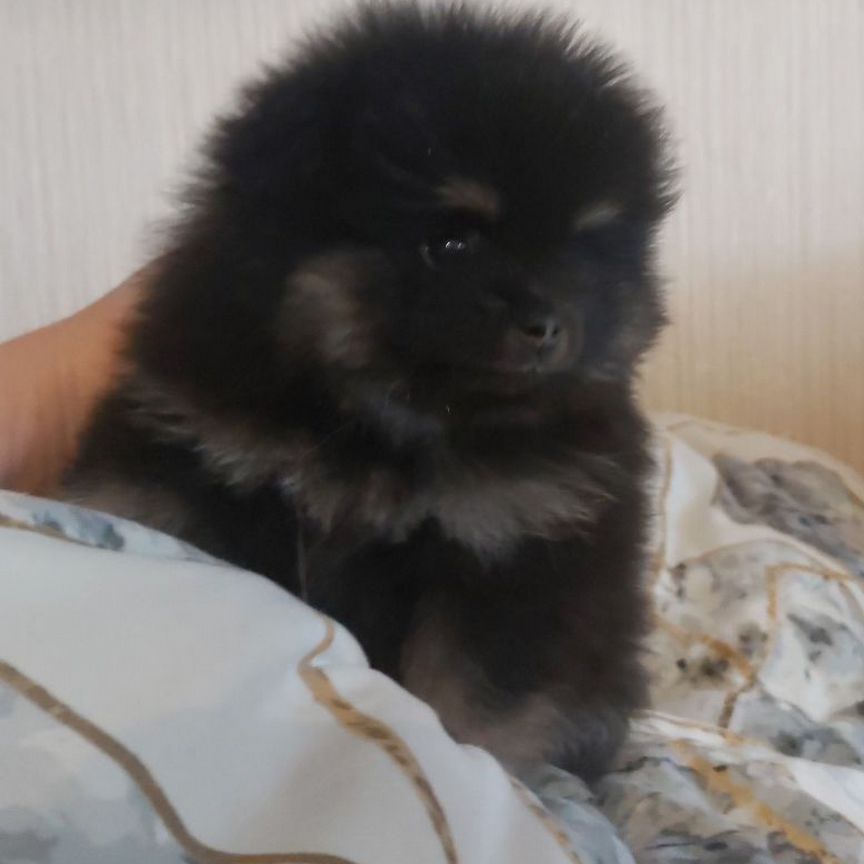 Щенки шпица мини микро