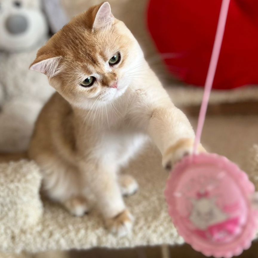 Клубные котята окраса золотая шиншилла