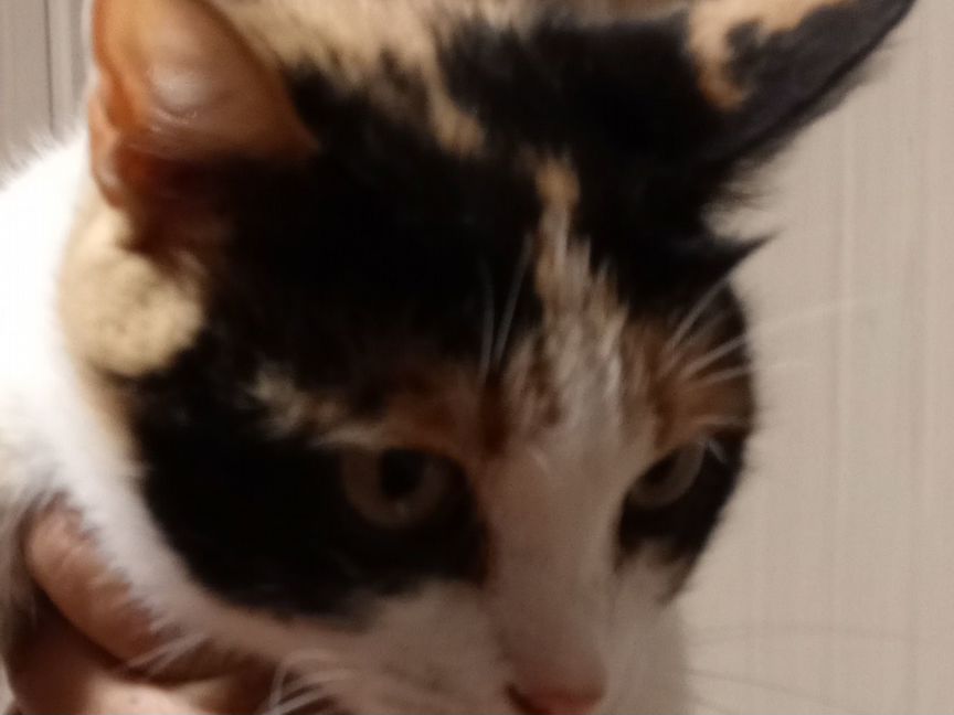 Кошка Фаина ищет дом