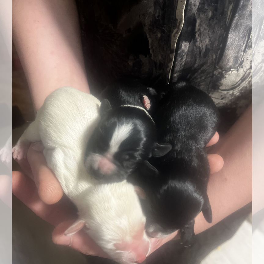 Русский охотничий спаниель, щенок