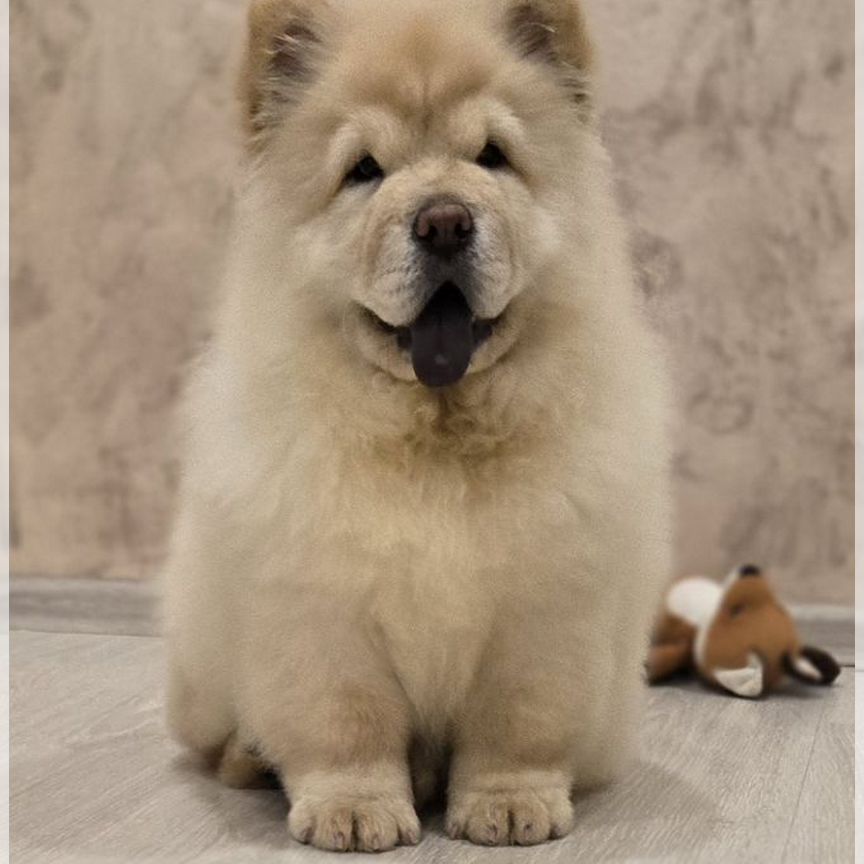 Чау-чау, щенок