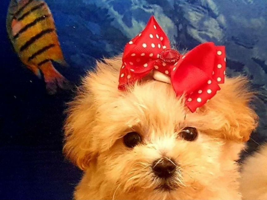 Мальтипу и шпицы