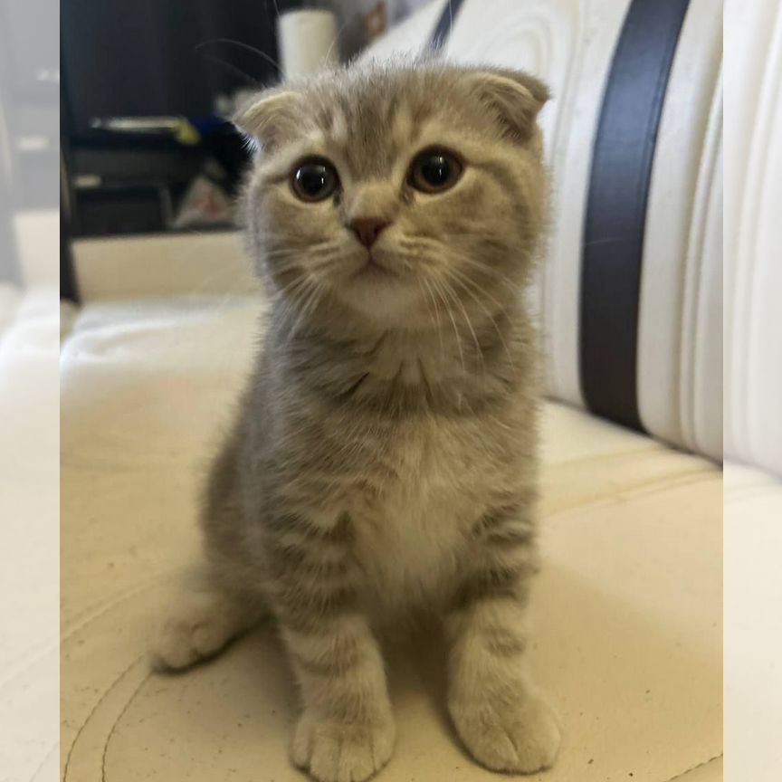 Шотландский вислоухий короткошёрстный котёнок