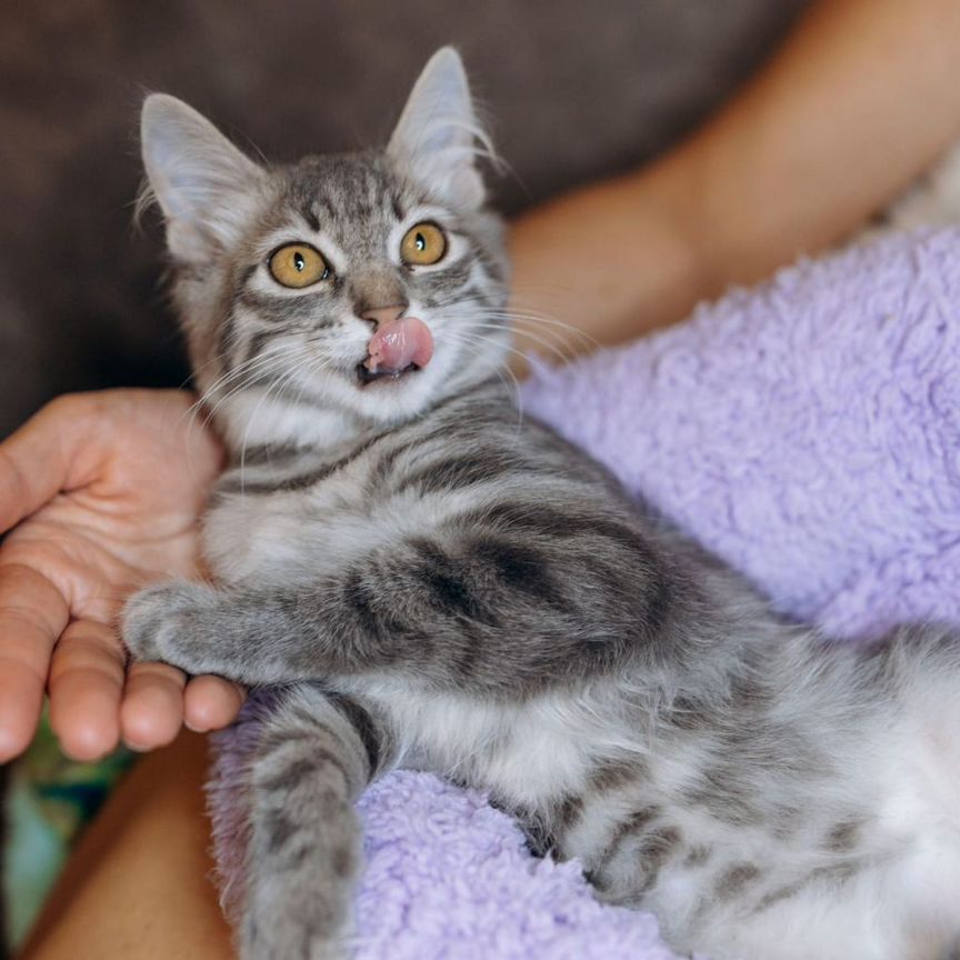 Котенок красотка Ника в добрые руки