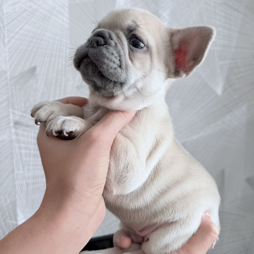 Французский бульдог, щенок