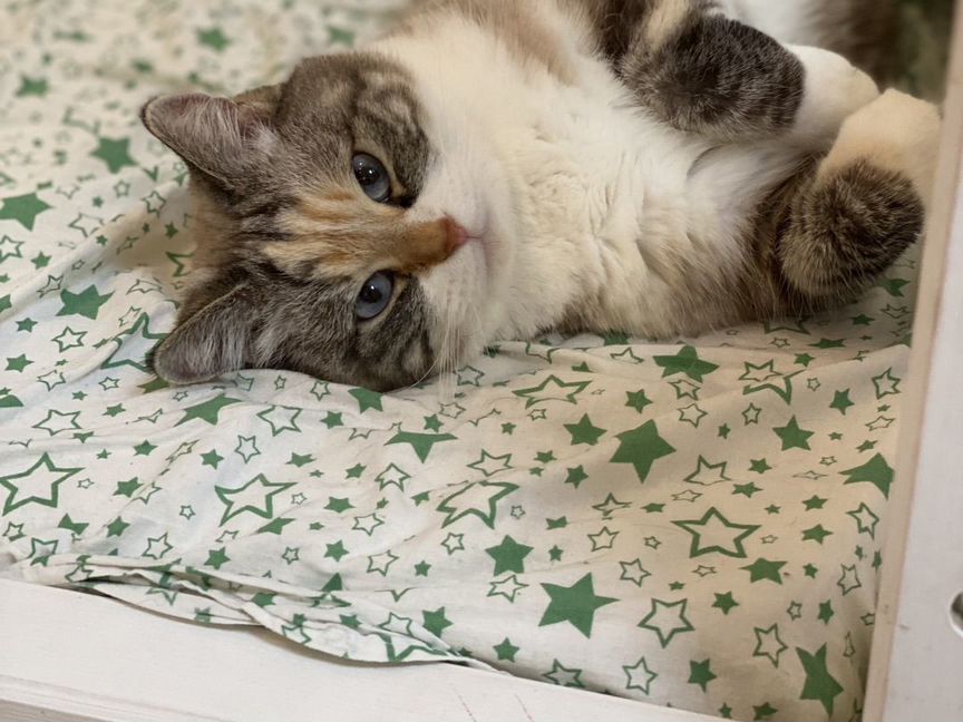 Кошки