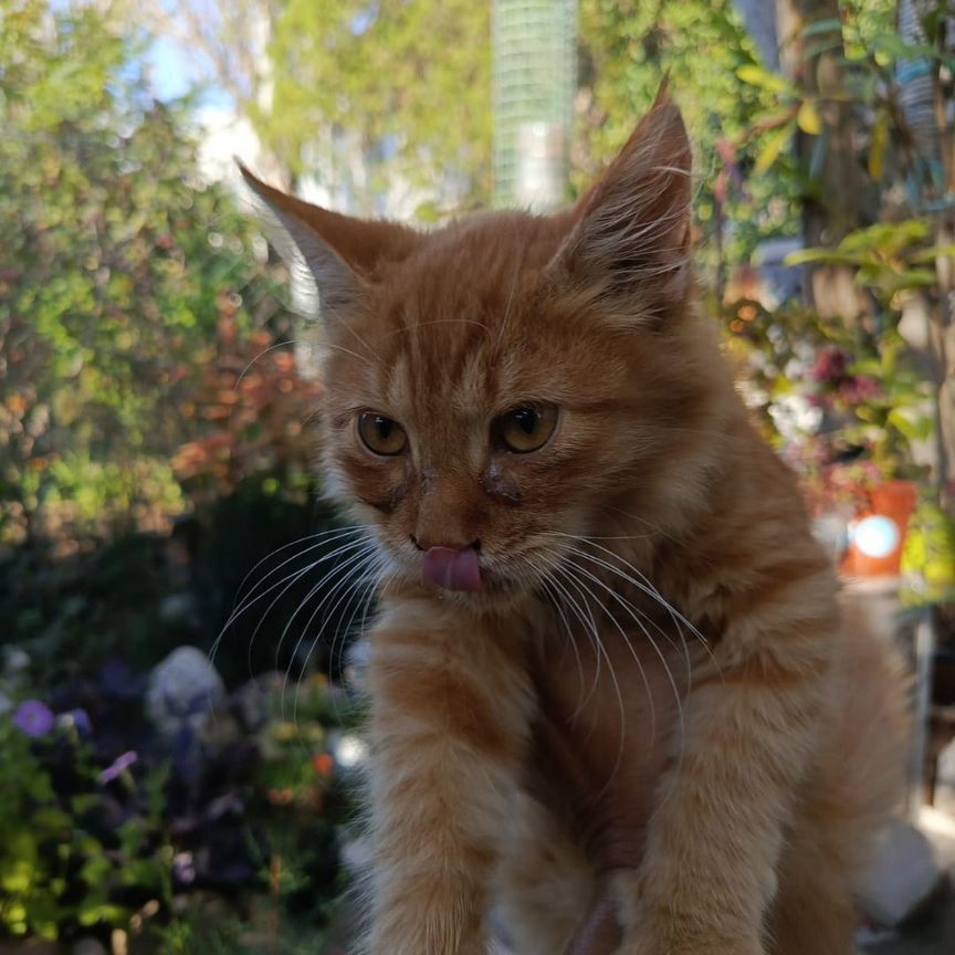 Рыжий котёнок, крупный