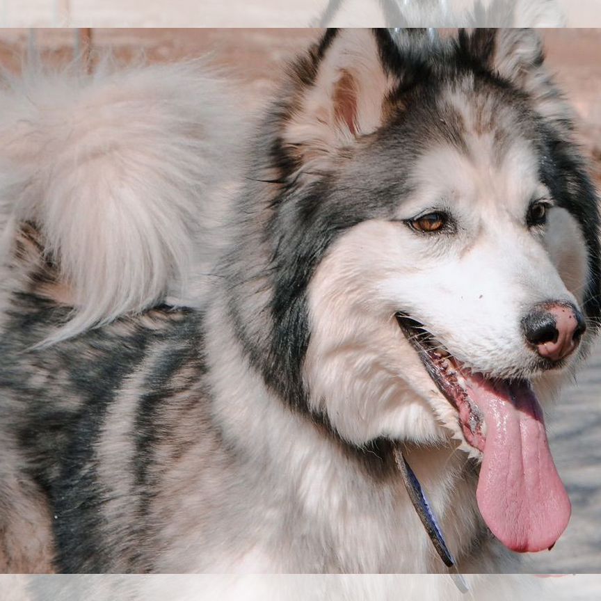 Сибирский хаски, взрослый пёс