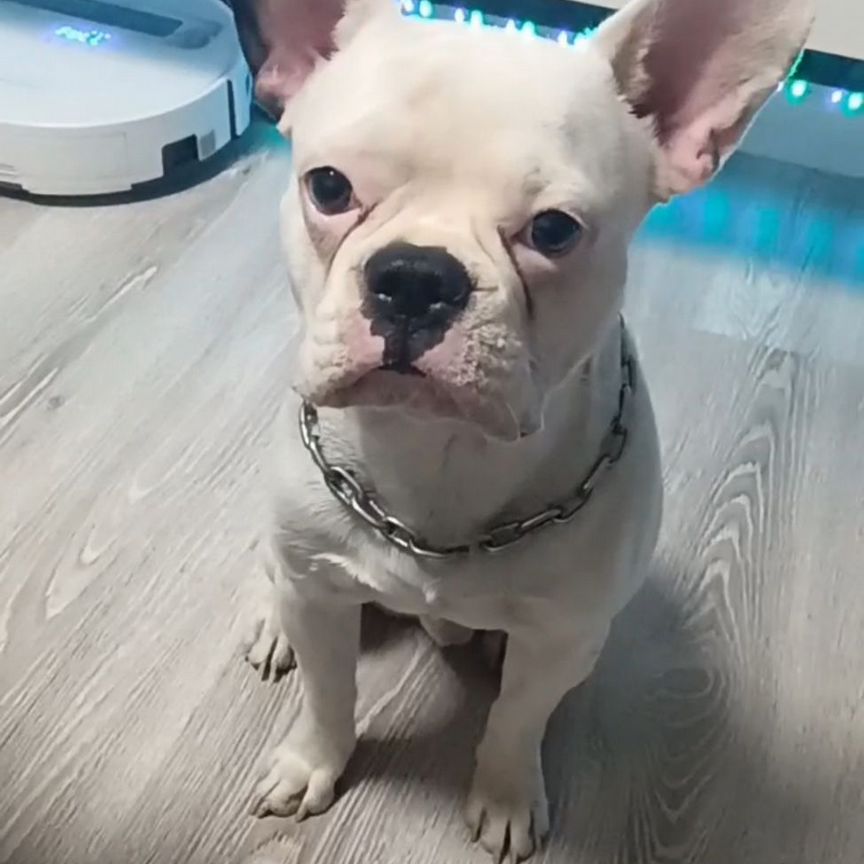 Французский бульдог кабель вязка