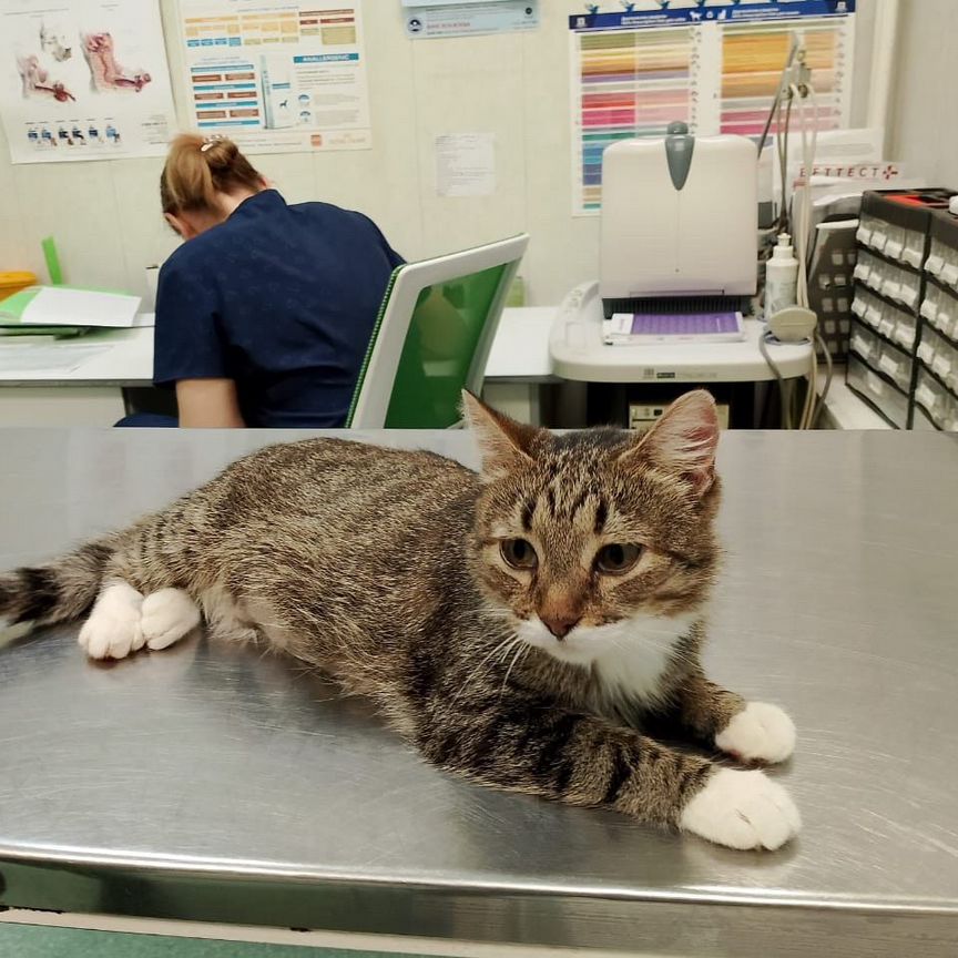 Сжальтесь над кошечкой заберите домой