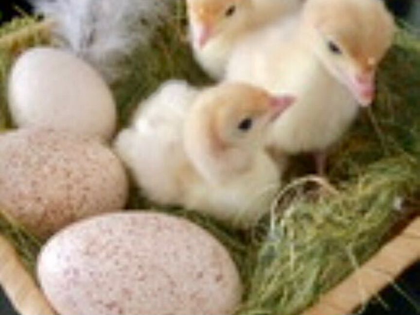 Индюшата Хайбрид Грейд Мейкер