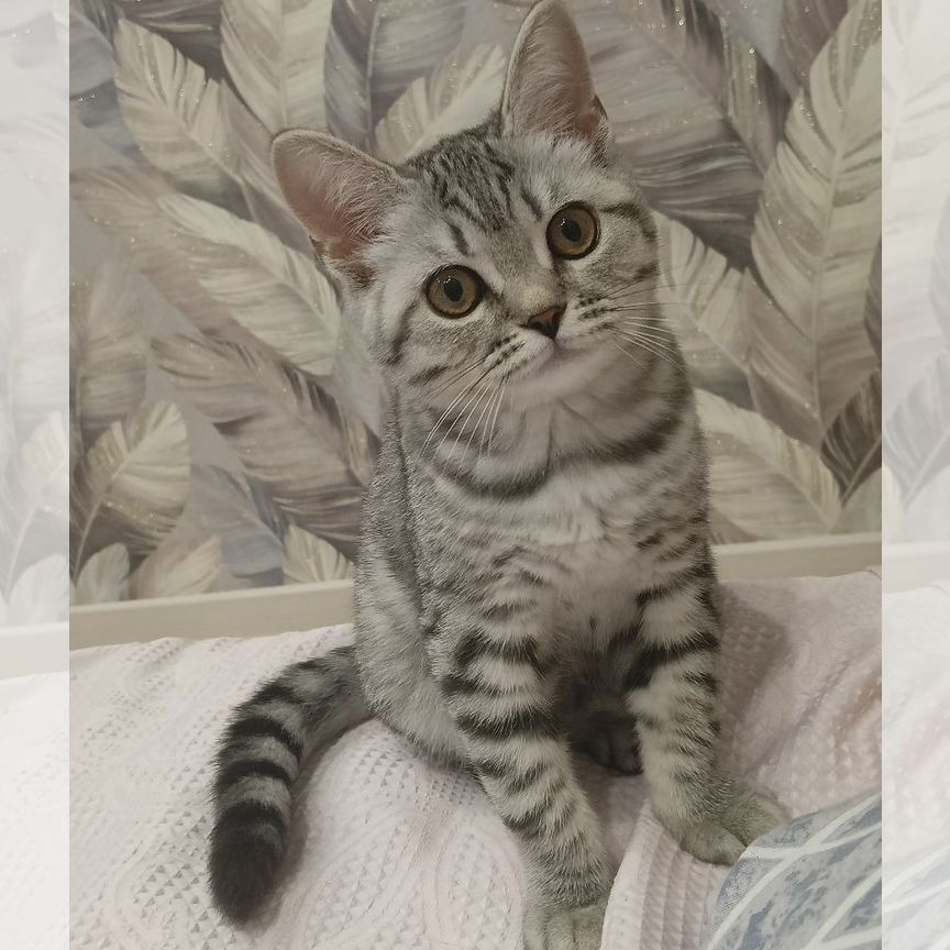 Продам кошку