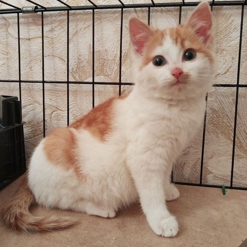 Котенок