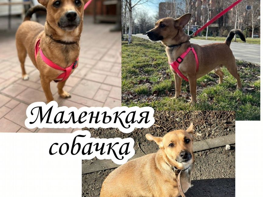 Маленькая собака ищет дом