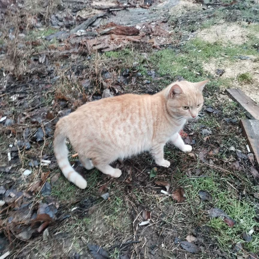 Нашлась кошечка