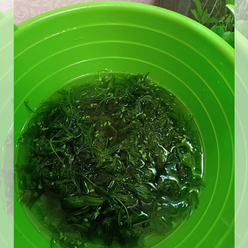 Аквариумное растение