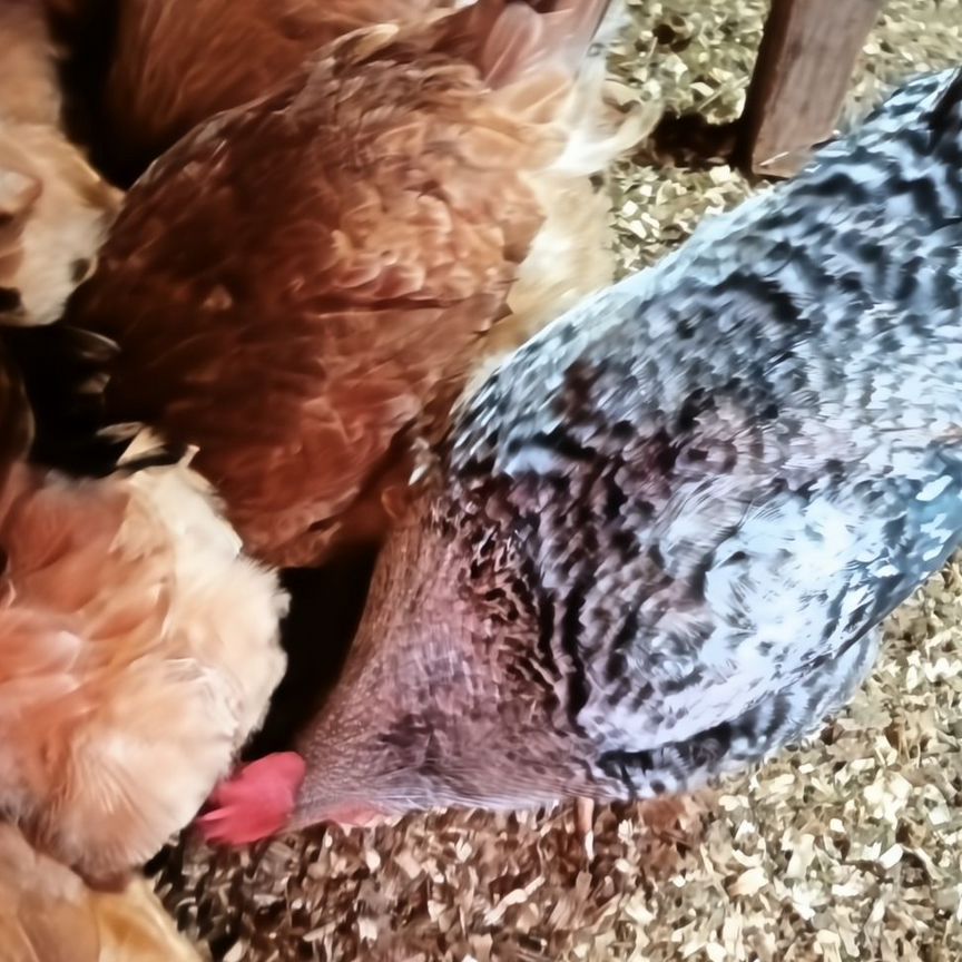 Мехеленская кукушка Петух