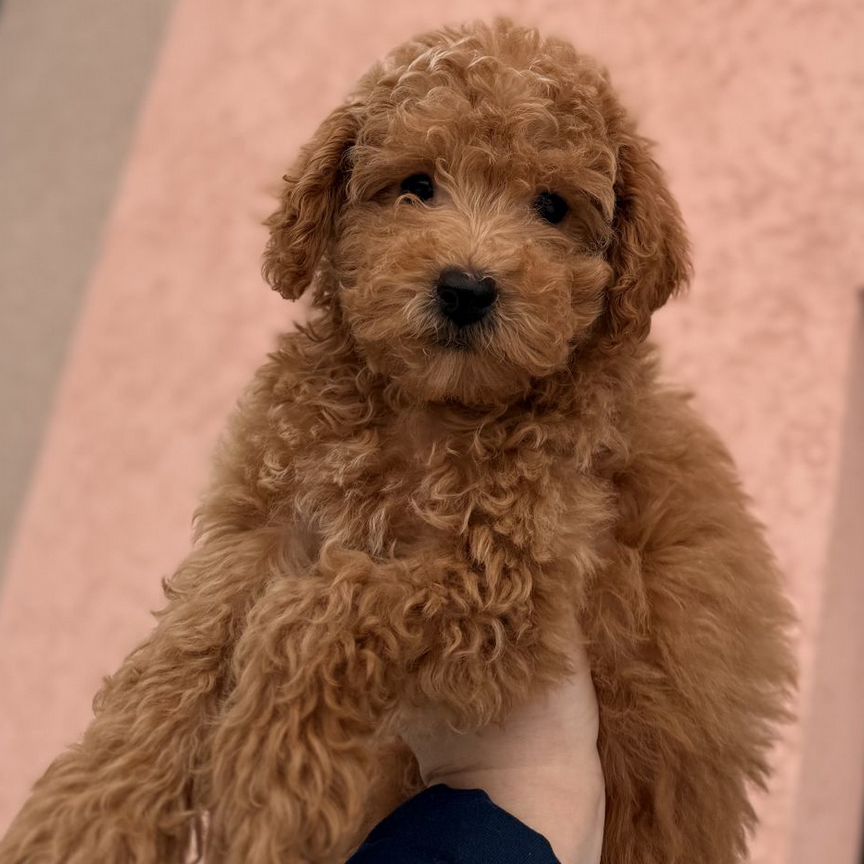 Карликовый пудель, щенок