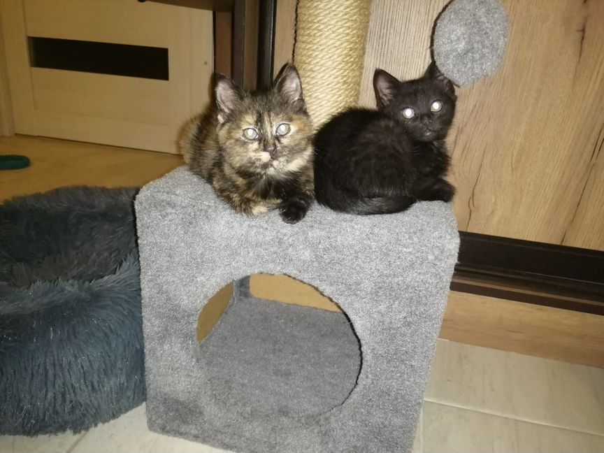 Котята в добрые руки