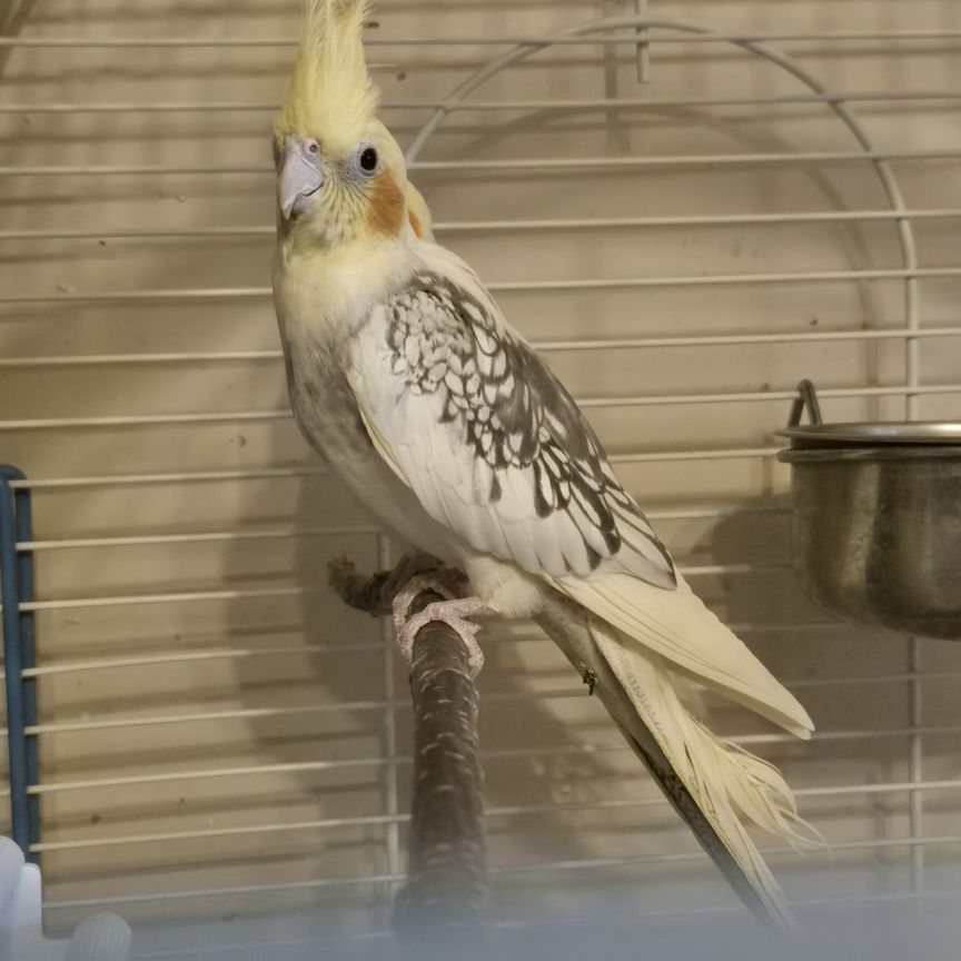 Попугай корелла малыш