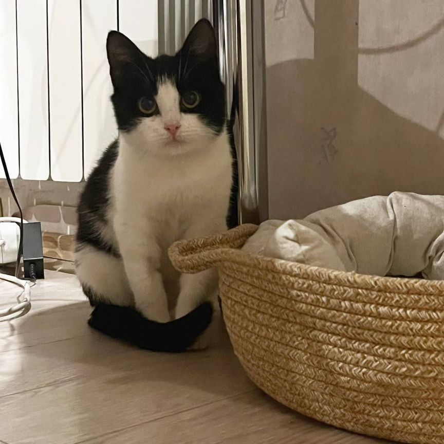 Малышка ищет дом