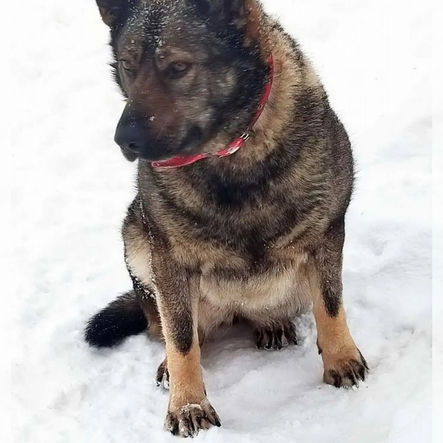 Взрослая собака в добрые руки