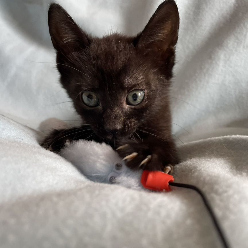 Котенок в добрые руки